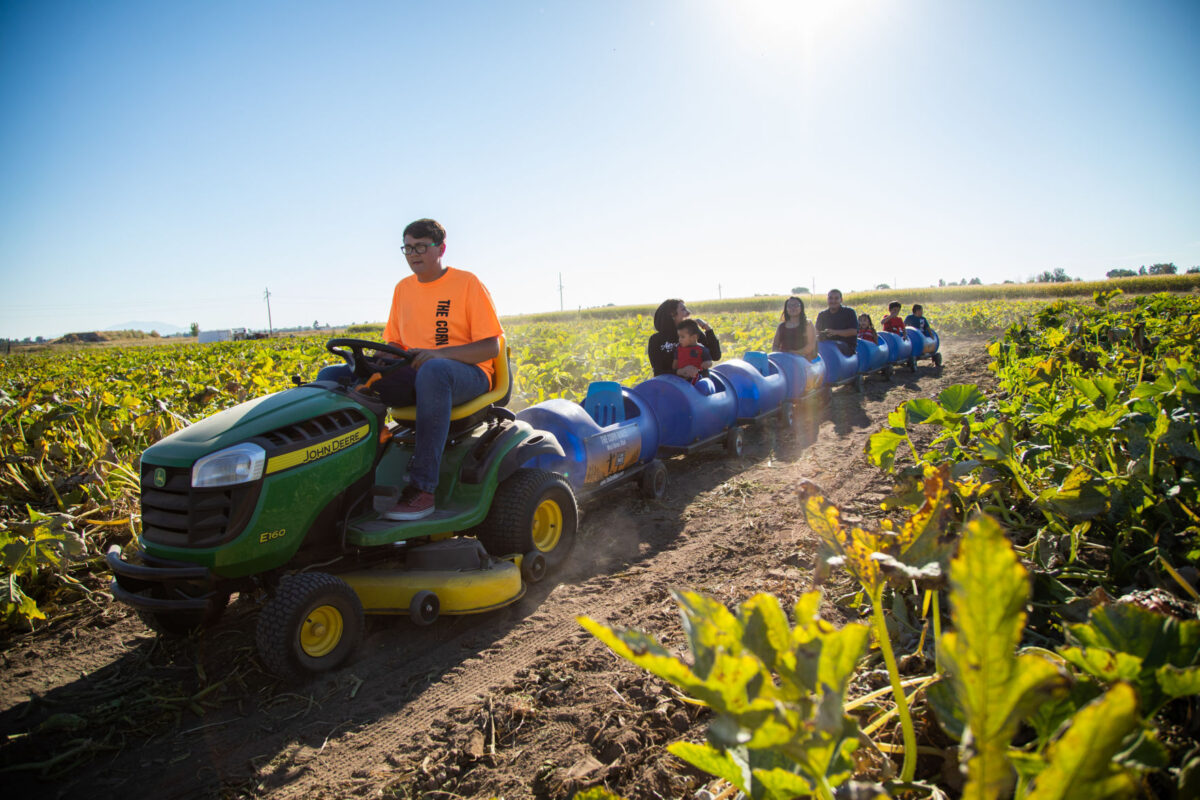 The Corn Maize opens for 5th year of fall fun in West Haven | News ...